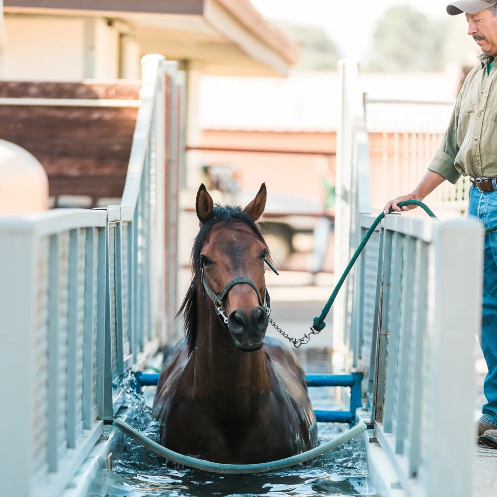 Surgical Center — Alamo Pintado Equine Medical Center