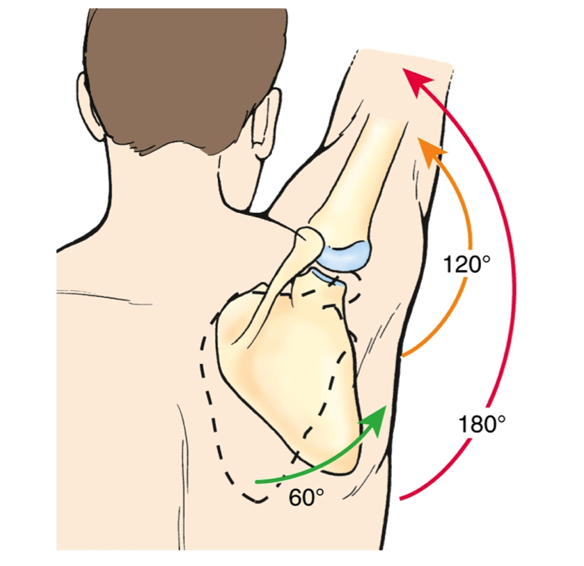 Scapulohumeral Rhythm- the scapula plays an important role in ...