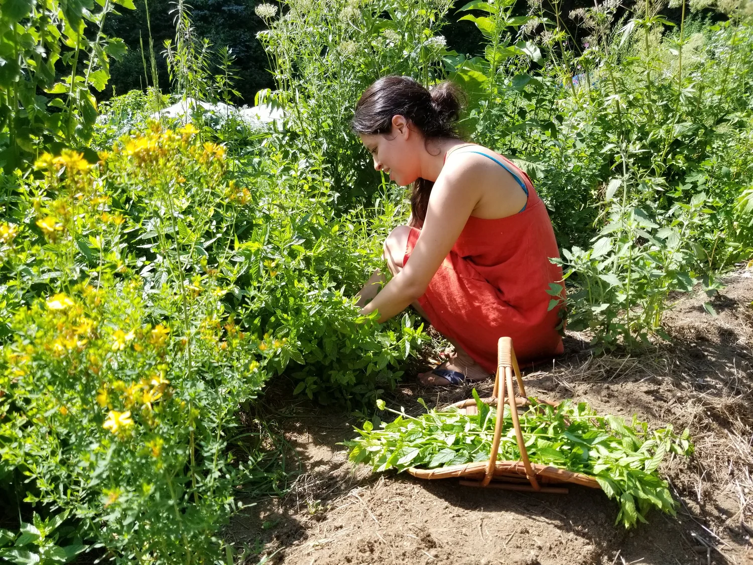 A Year of Gaia — The Gaia School of Healing & Earth Education