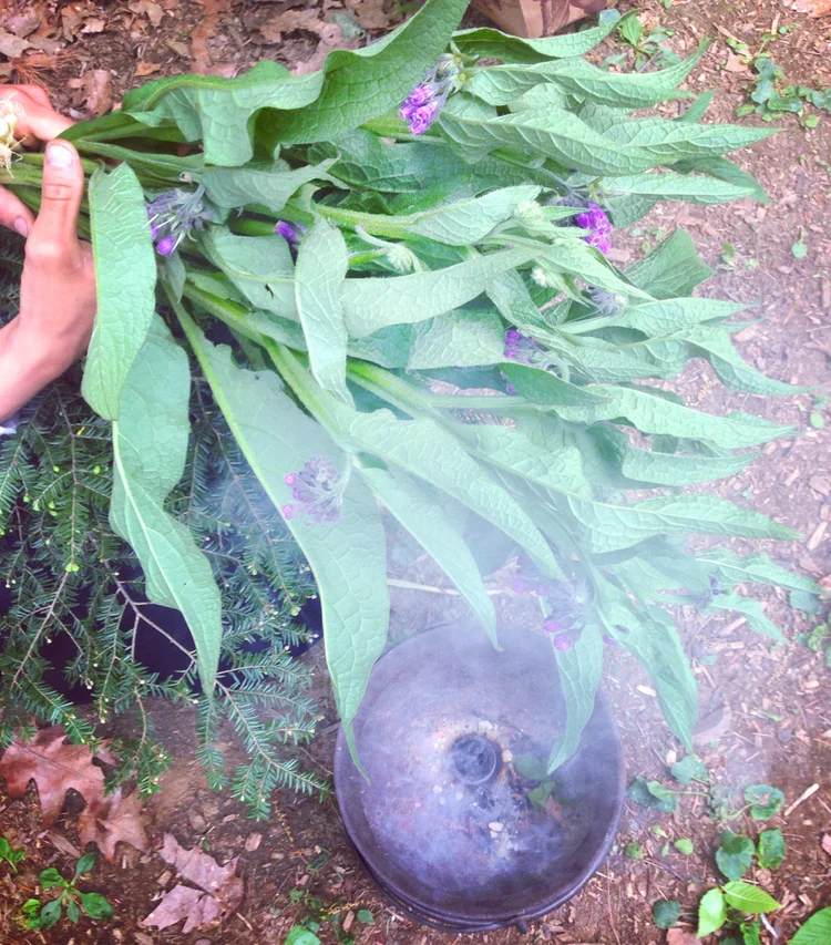 A Year of Gaia — The Gaia School of Healing & Earth Education