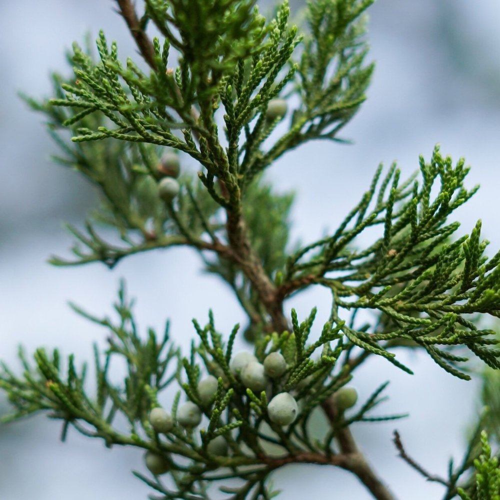 The Gaia School of Healing & Earth Education