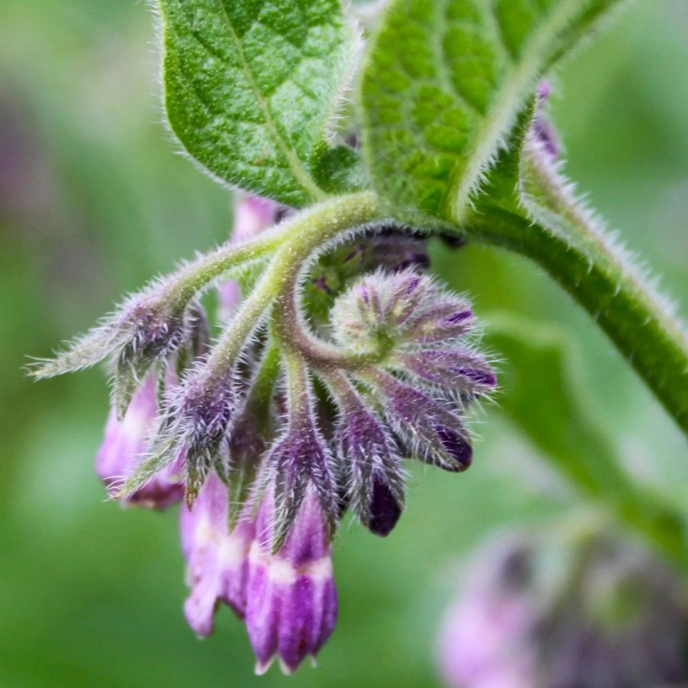 The Gaia School of Healing & Earth Education