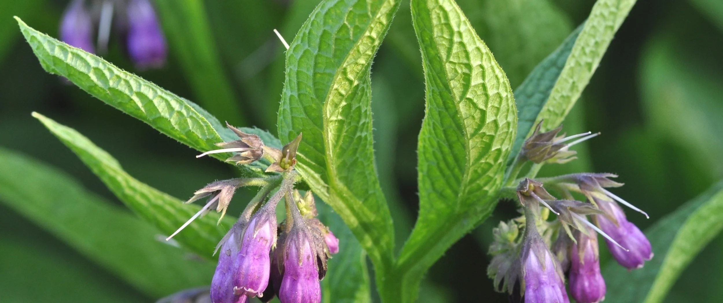 A Year of Gaia — The Gaia School of Healing & Earth Education