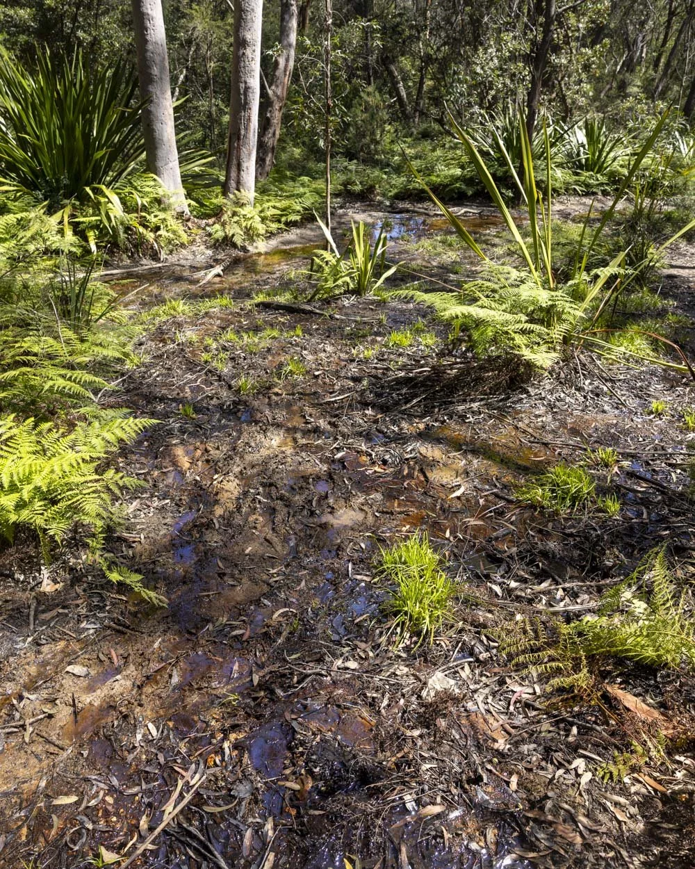 Kingfisher Pool: a pretty swimming hole in Heathcote National Park ...