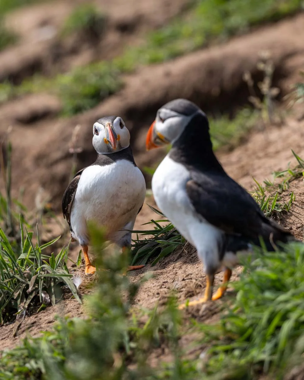 Skomer Island Puffins: is this the best wildlife experience in the UK ...