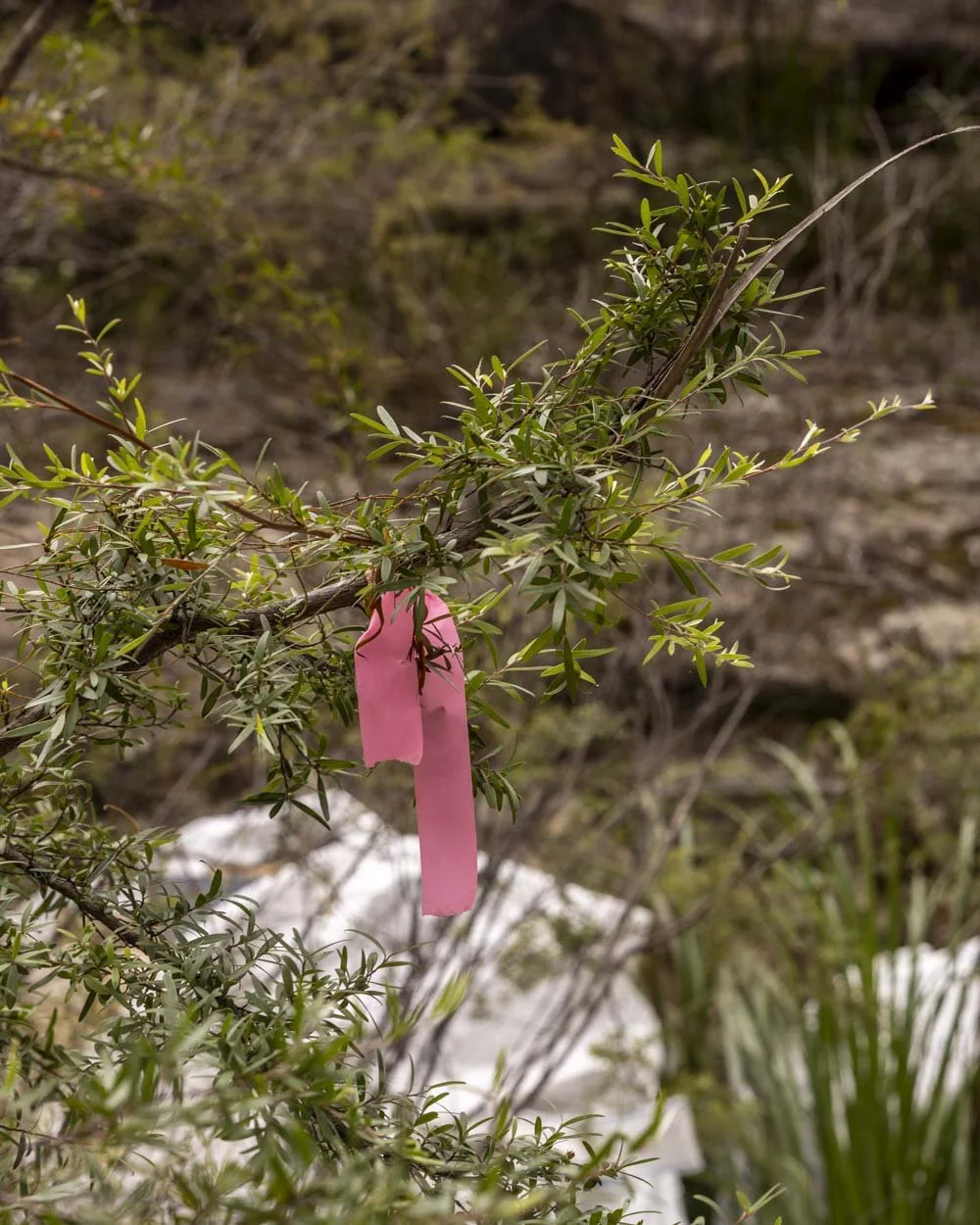 Walls Cave: an easy cave and canyon walk in Blackheath — Walk My World