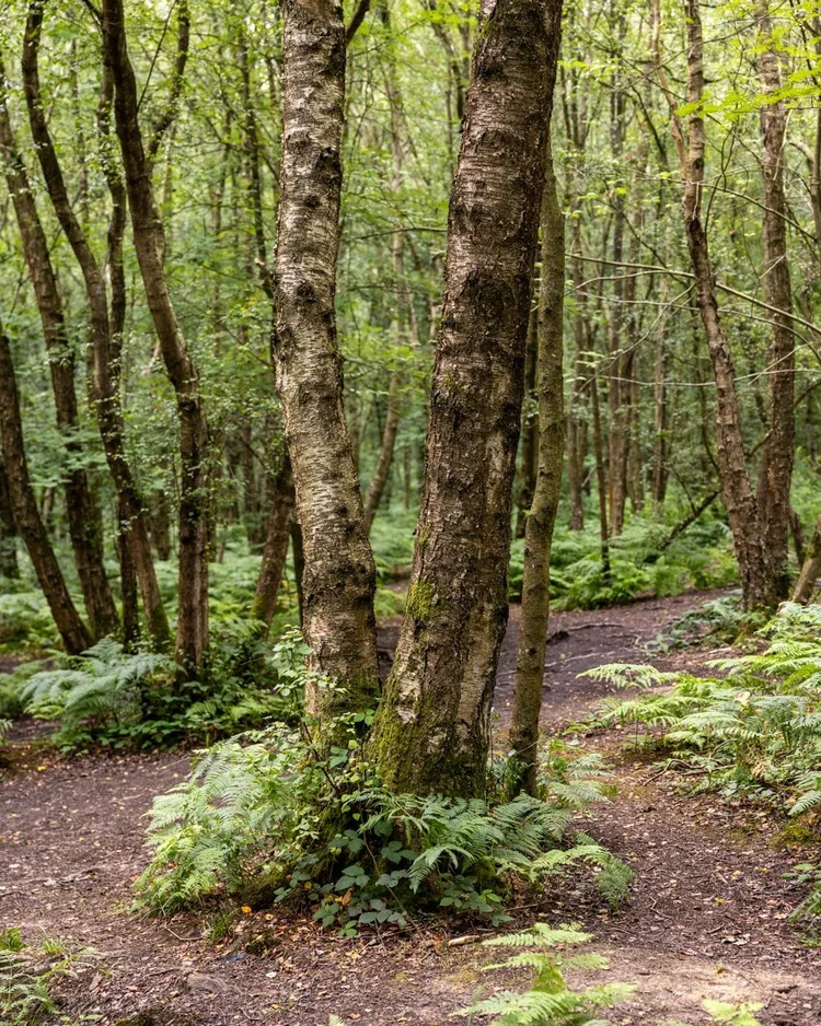 Winnie the Pooh Trail: a fun treasure hunt and Poohsticks Bridge — Walk ...