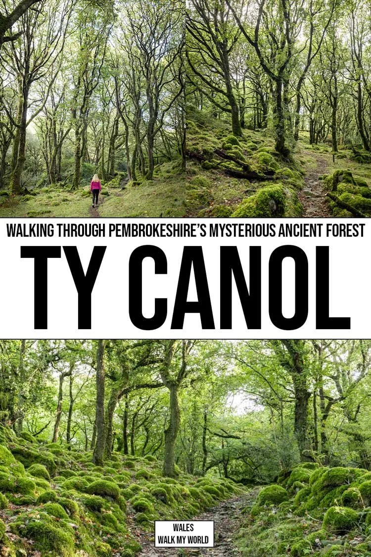 Ty Canol Wood: a walk around Pembrokeshire's mysterious ancient woodland — Walk My World