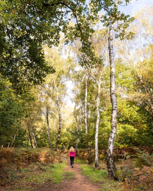 An easy Sherwood Forest walk that showcases the best of the forest ...