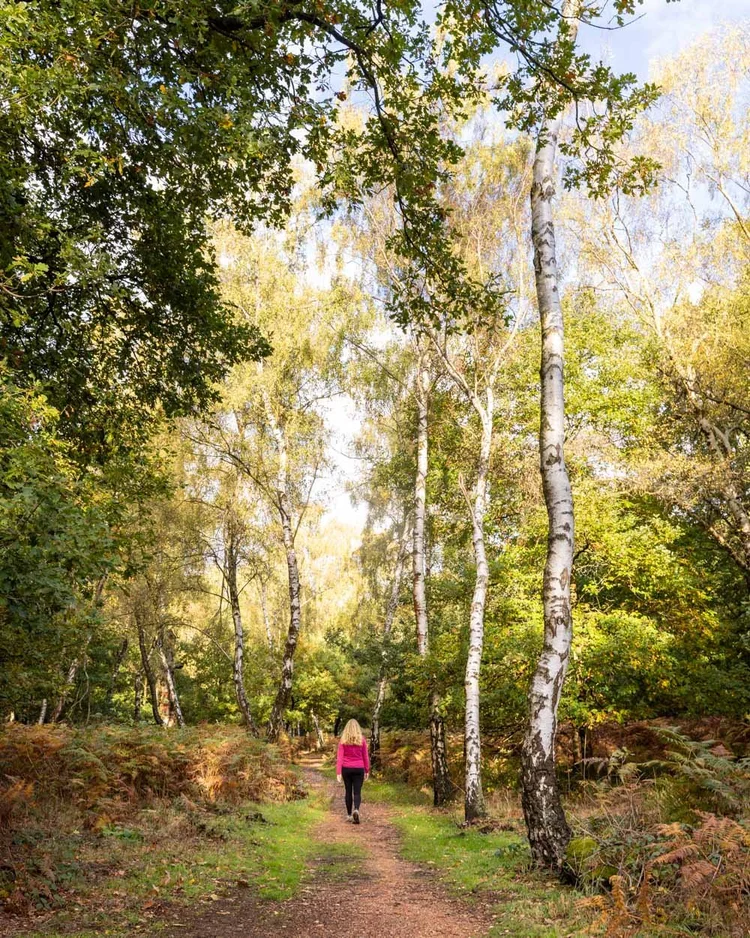 An easy Sherwood Forest walk that showcases the best of the forest ...