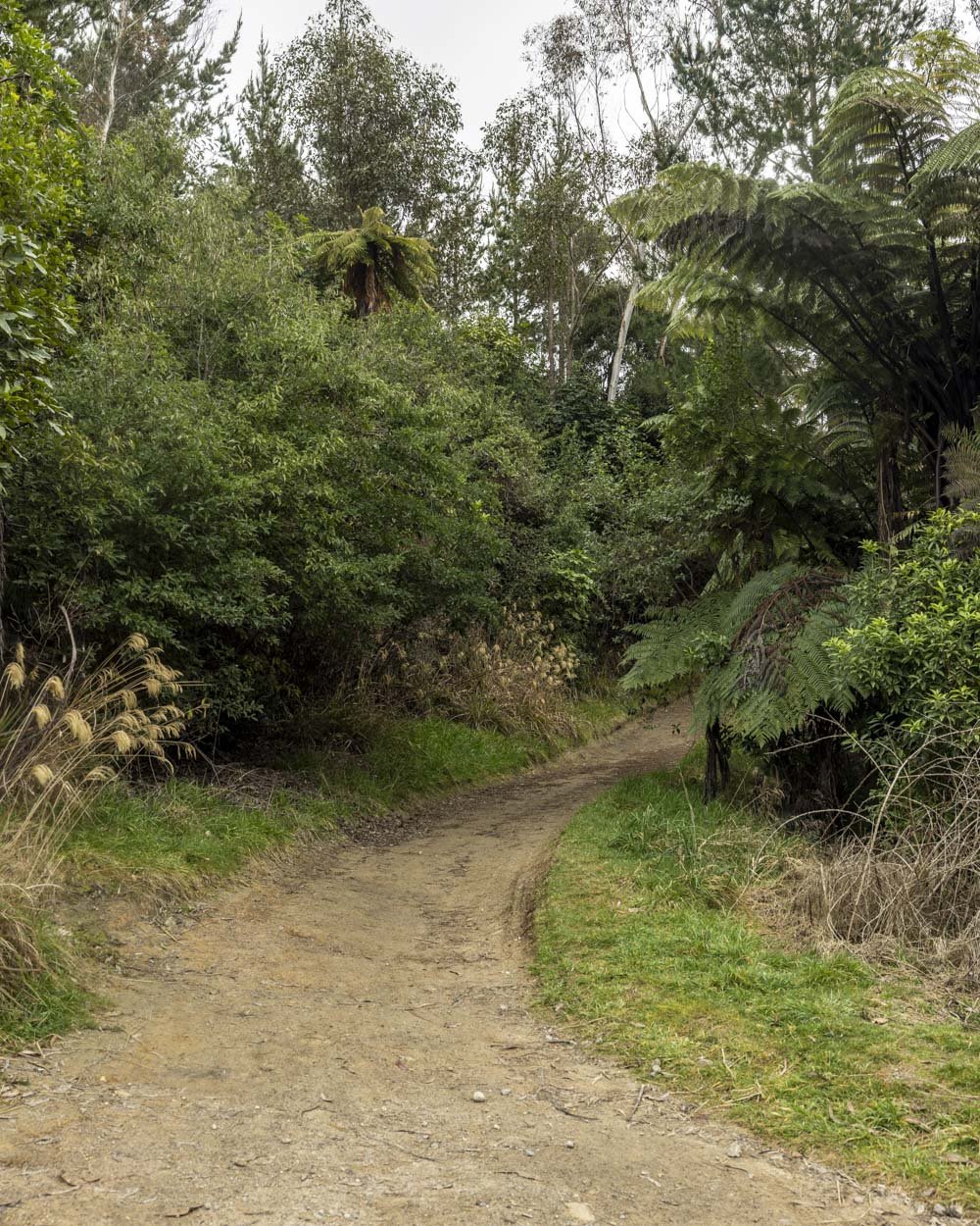 The Pohaturoa Track: how to see the famous Pohutu geyser for free ...