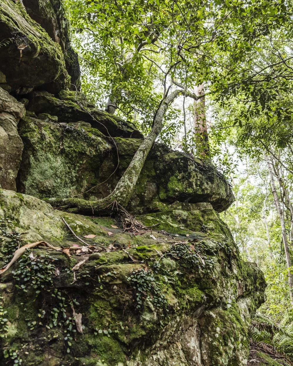 Bomaderry Creek: overhangs, mossy gullies and wild swimming in Nowra ...