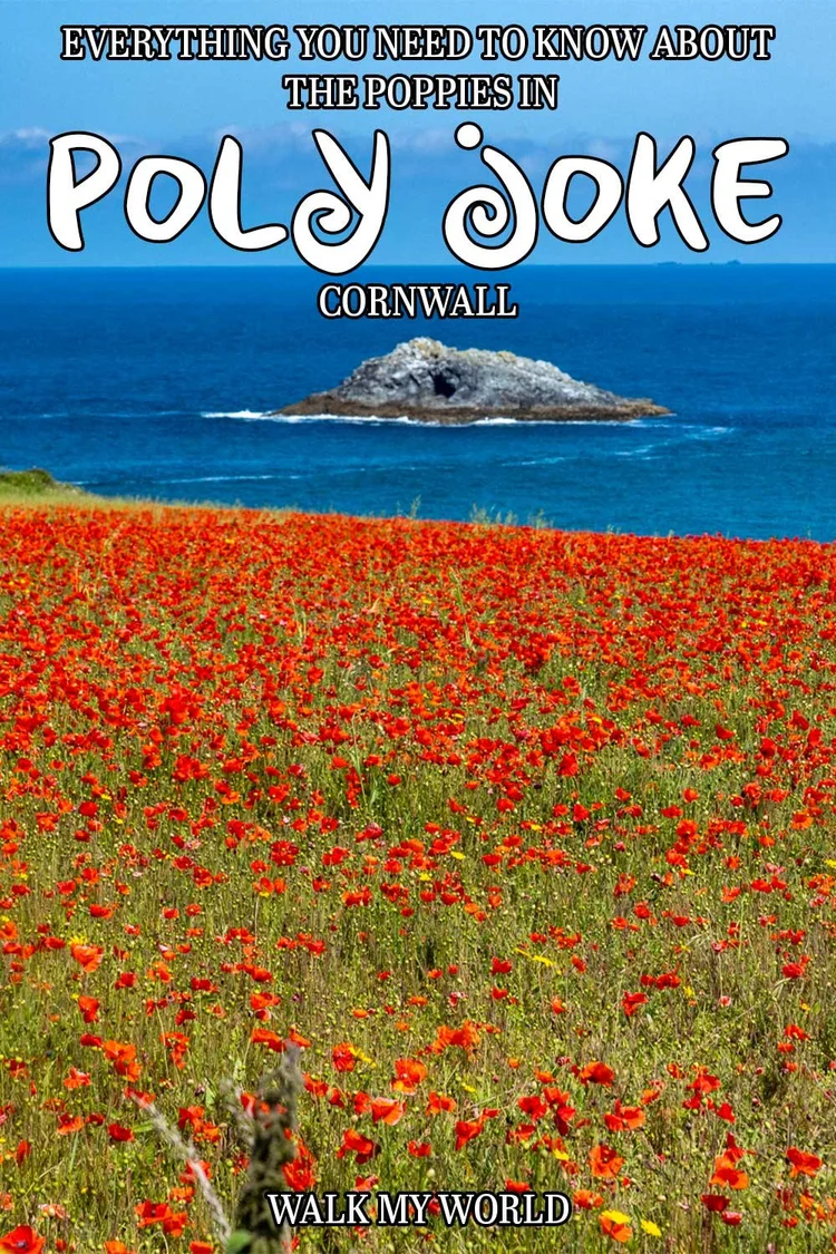 The quickest walk and best viewpoints of Cornwall's Poly Joke Poppies ...