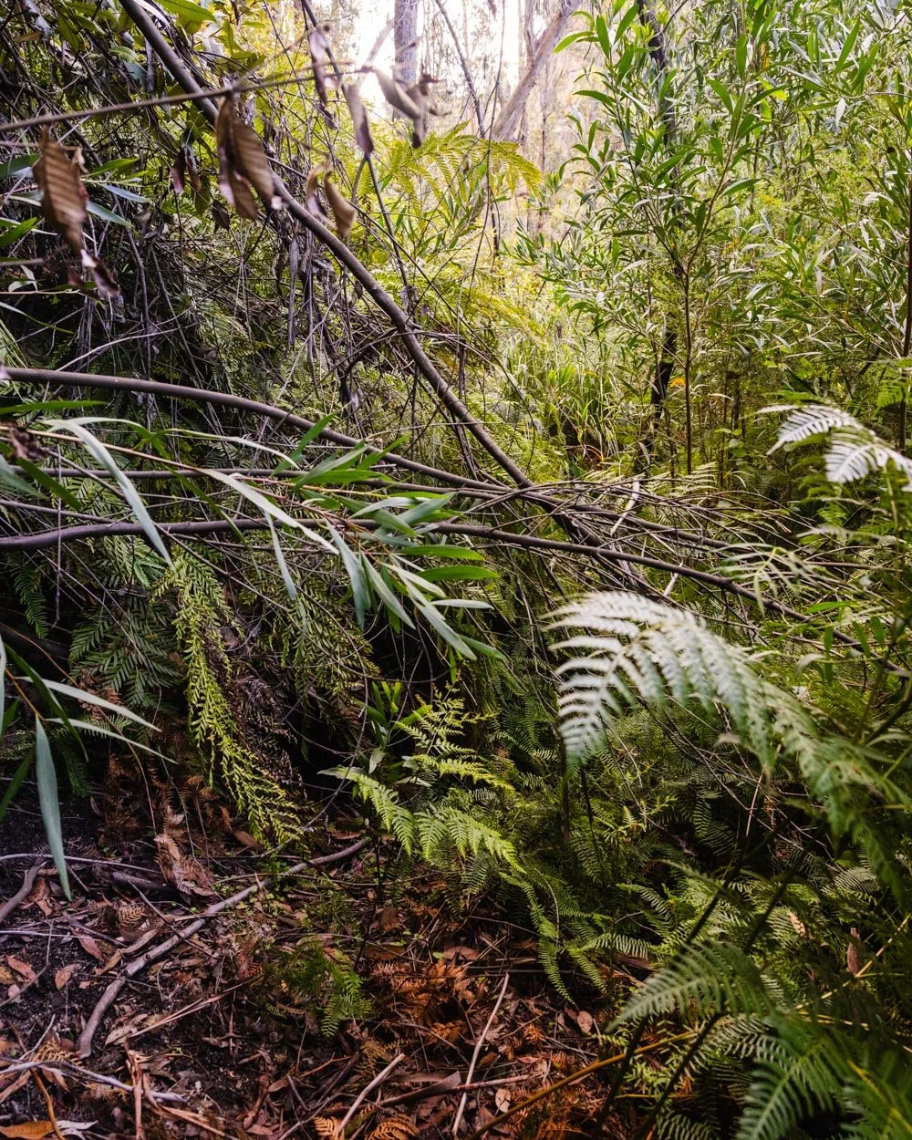 Pool of Diana: wild swimming in the Blue Mountains' hidden paradise ...