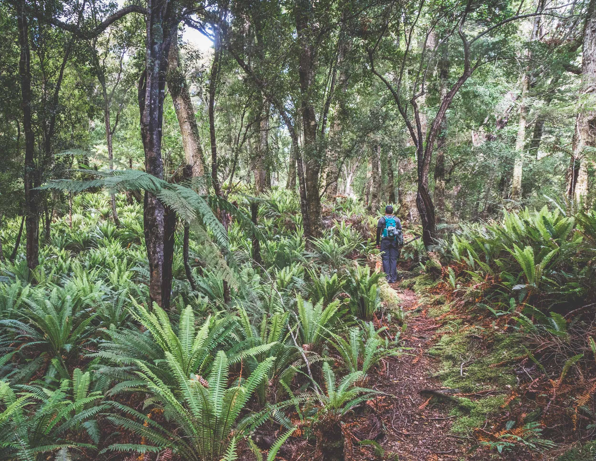Hiking The Hump Ridge Track - New Zealand — Walk My World