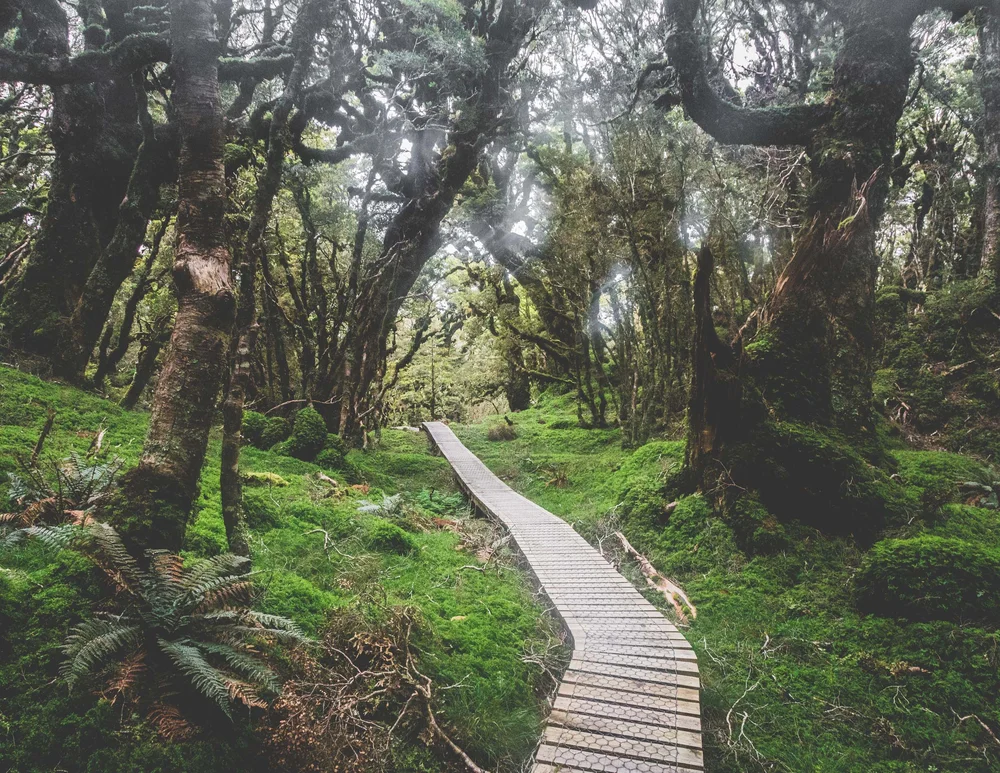 Hiking The Hump Ridge Track - New Zealand — Walk My World