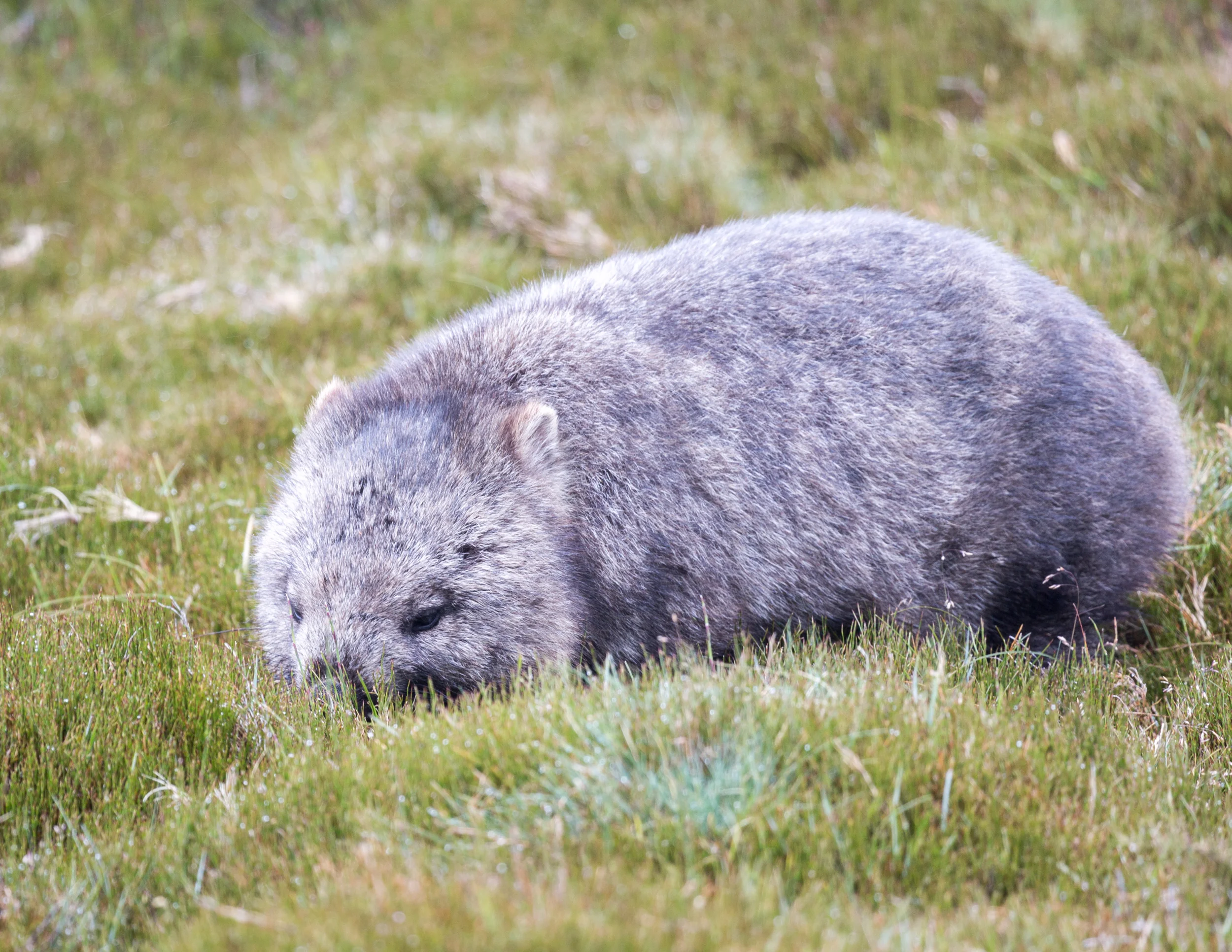 Where to see wombats in the wild — Walk My World