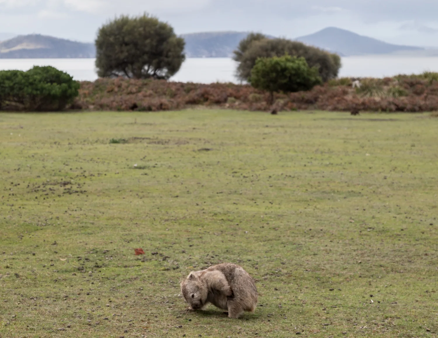 Where to see wombats in the wild — Walk My World