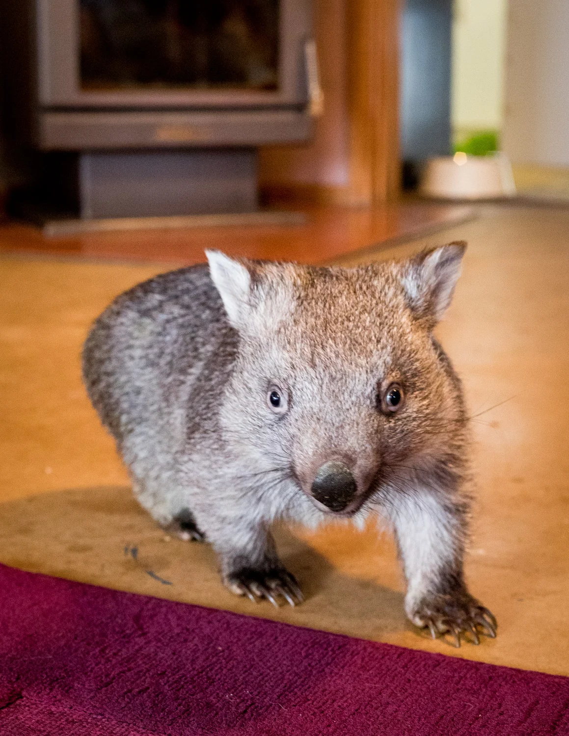 Where to see wombats in the wild — Walk My World