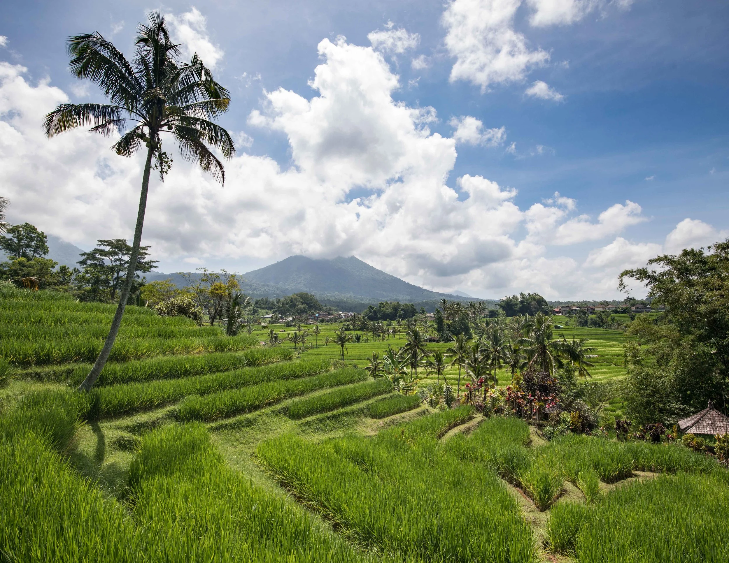 Jatiluwih Rice Terrace: how to visit this stunning UNESCO site — Walk My World