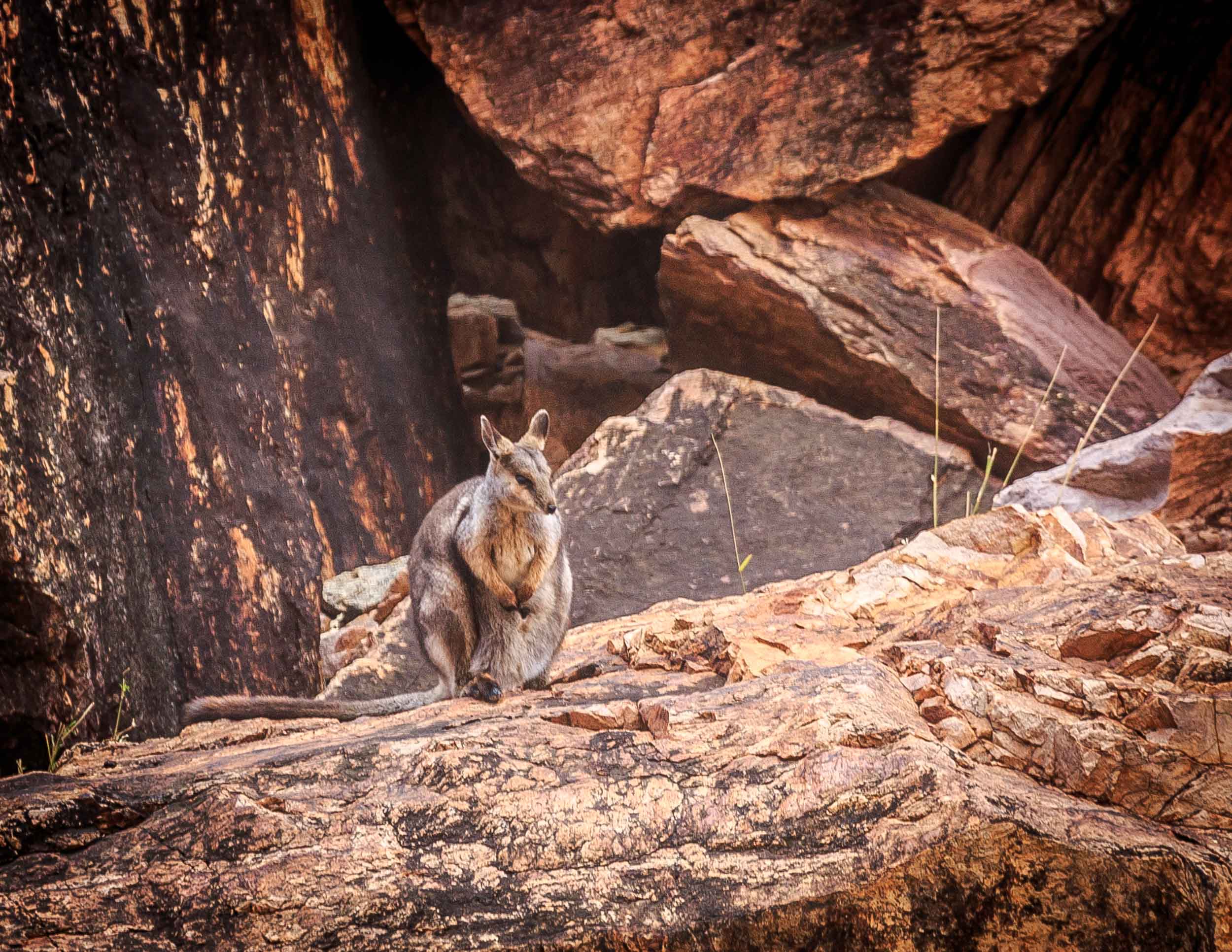 Alice Springs to Uluru (Ayers Rock): An epic Australian outback ...