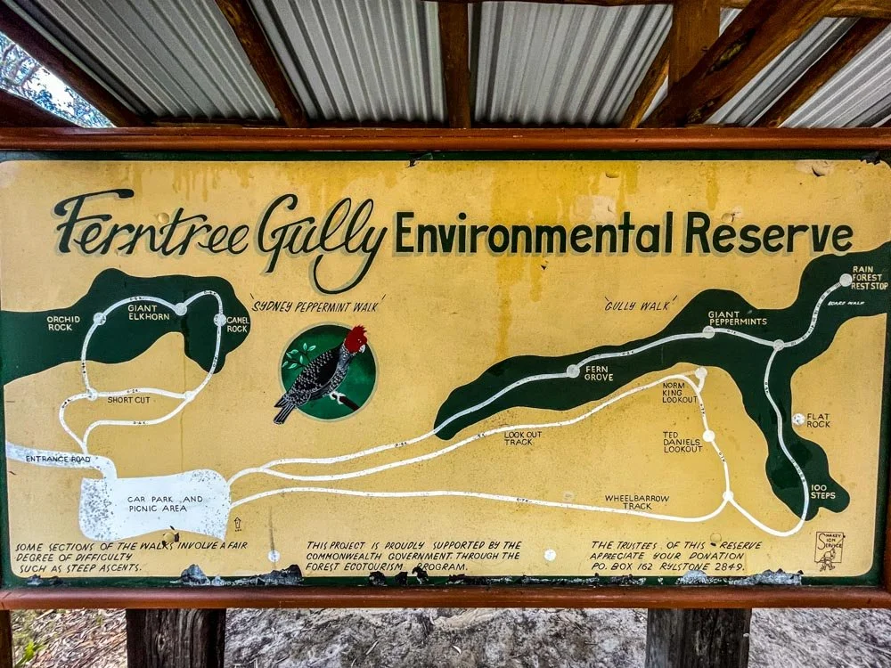 Ferntree Gully: a magical gully and rainforest walk near Mudgee — Walk ...