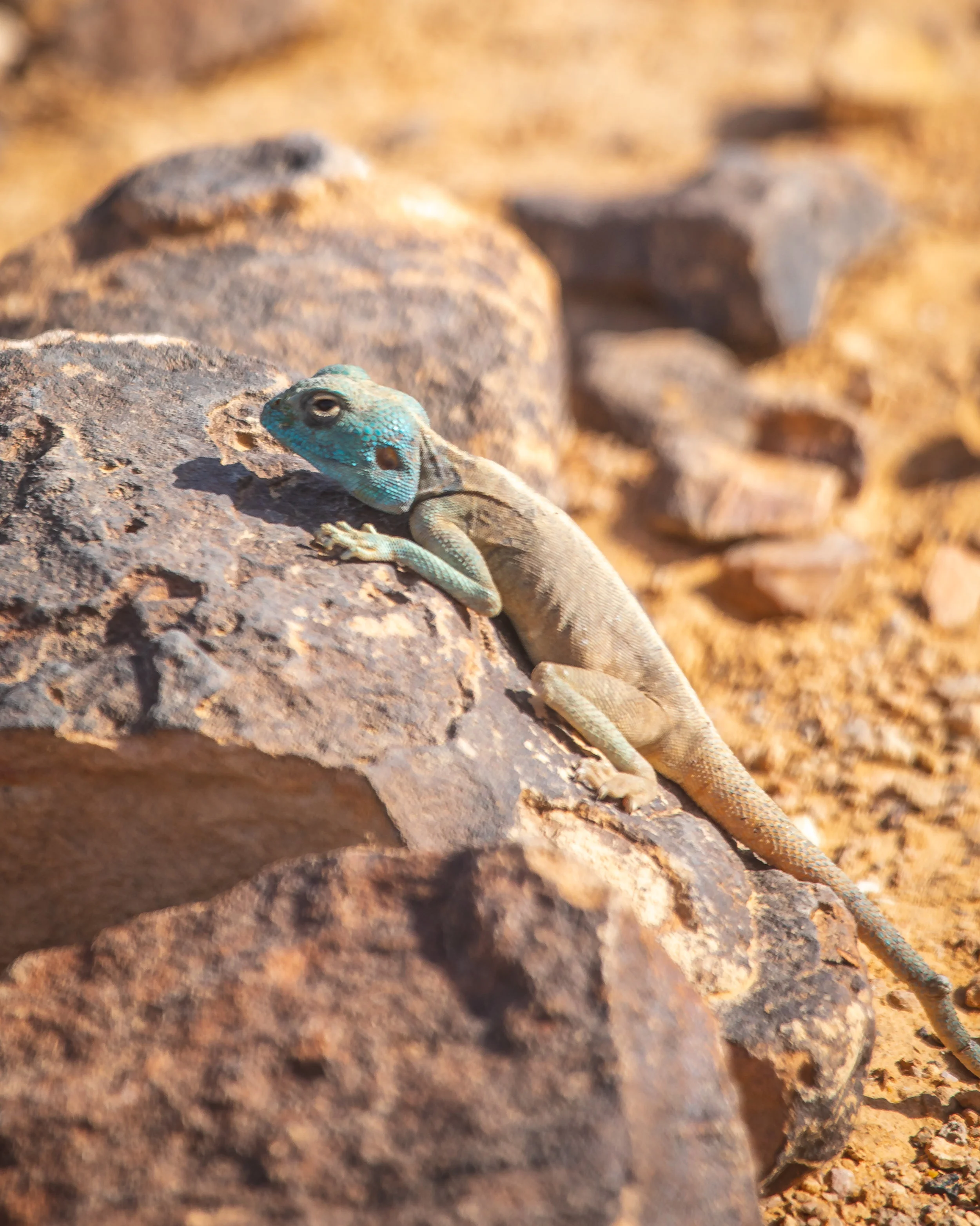 Amazing things to do in the Negev Desert, Israel — Walk My World