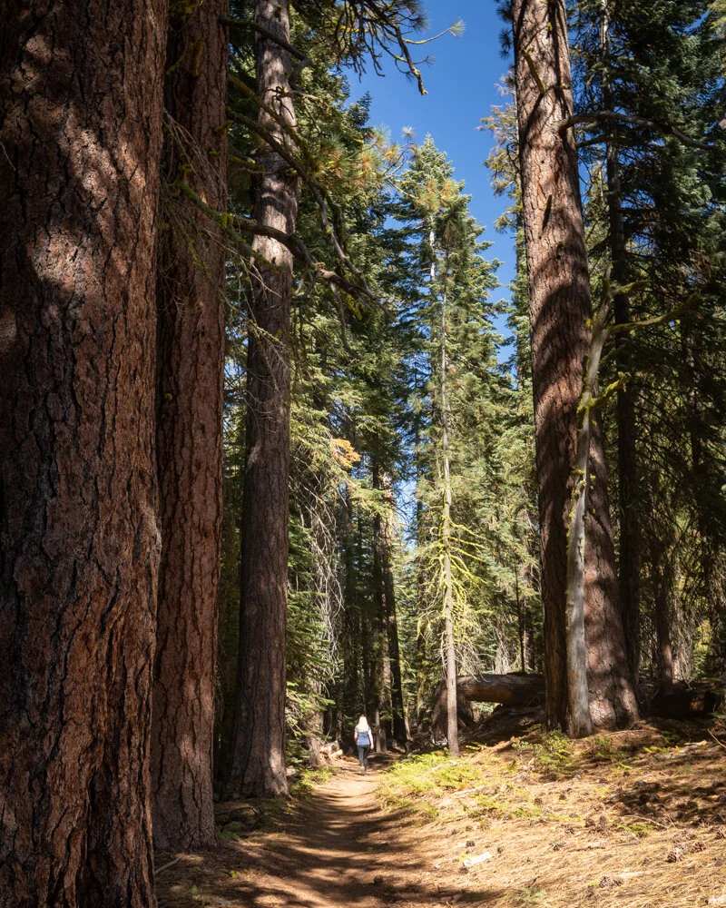 The El Capitan Hike - how to walk to the top of Yosemite's icon — Walk ...
