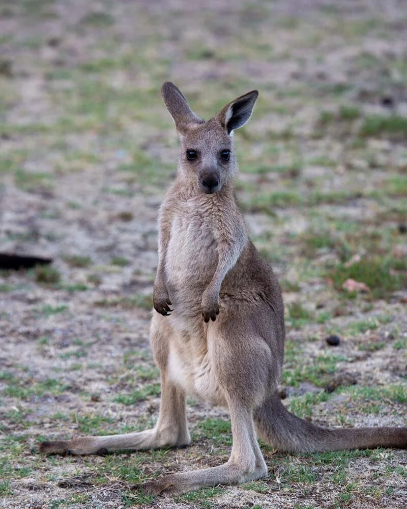 10 Best Places to See Wild Kangaroos near Melbourne — Walk My World