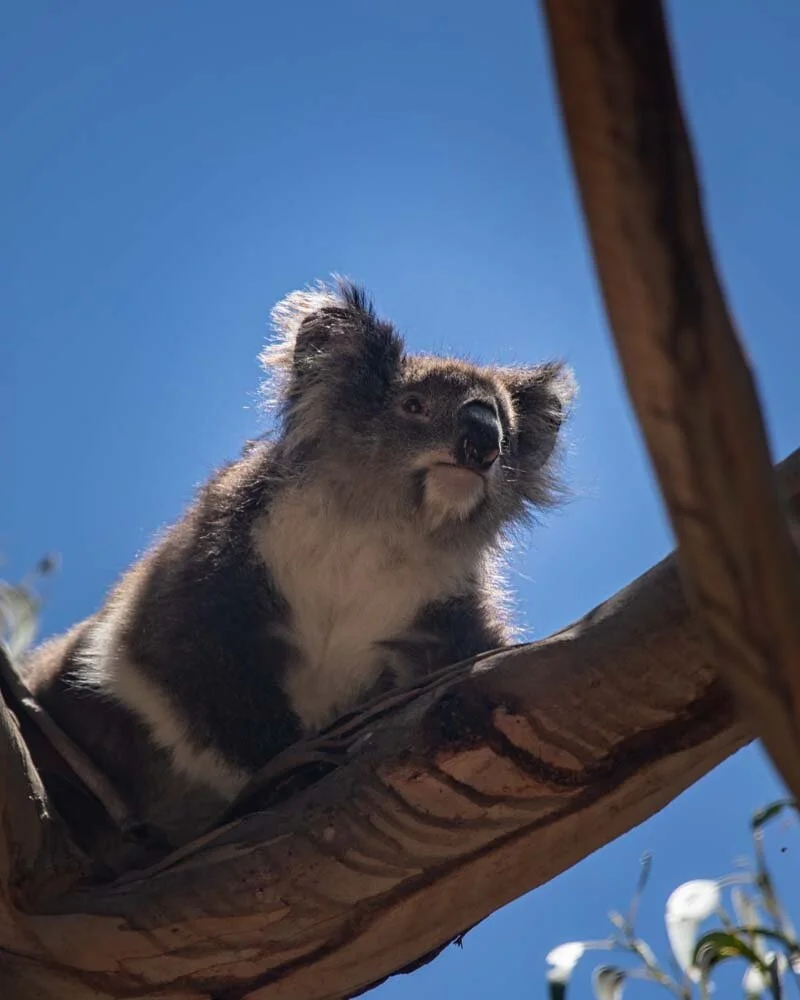 Too High Koala