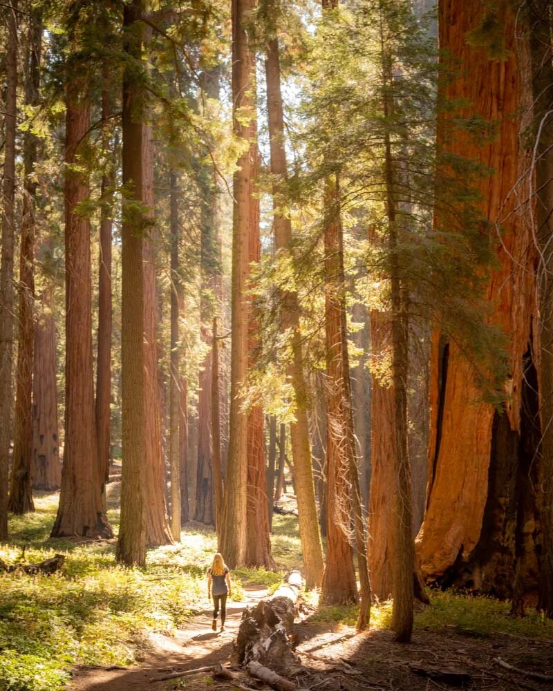 Best Hikes in Sequoia and Kings Canyon National Park — Walk My World