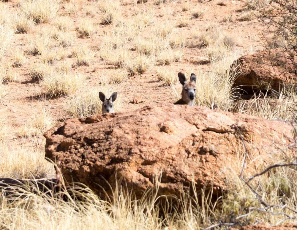 19 Best things to do in Alice Springs for the trip of a lifetime — Walk ...