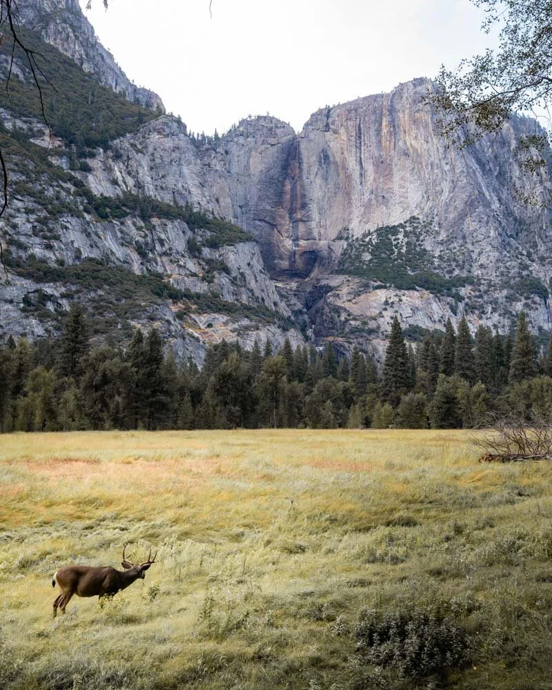 One day in Yosemite - the perfect itinerary and tips — Walk My World