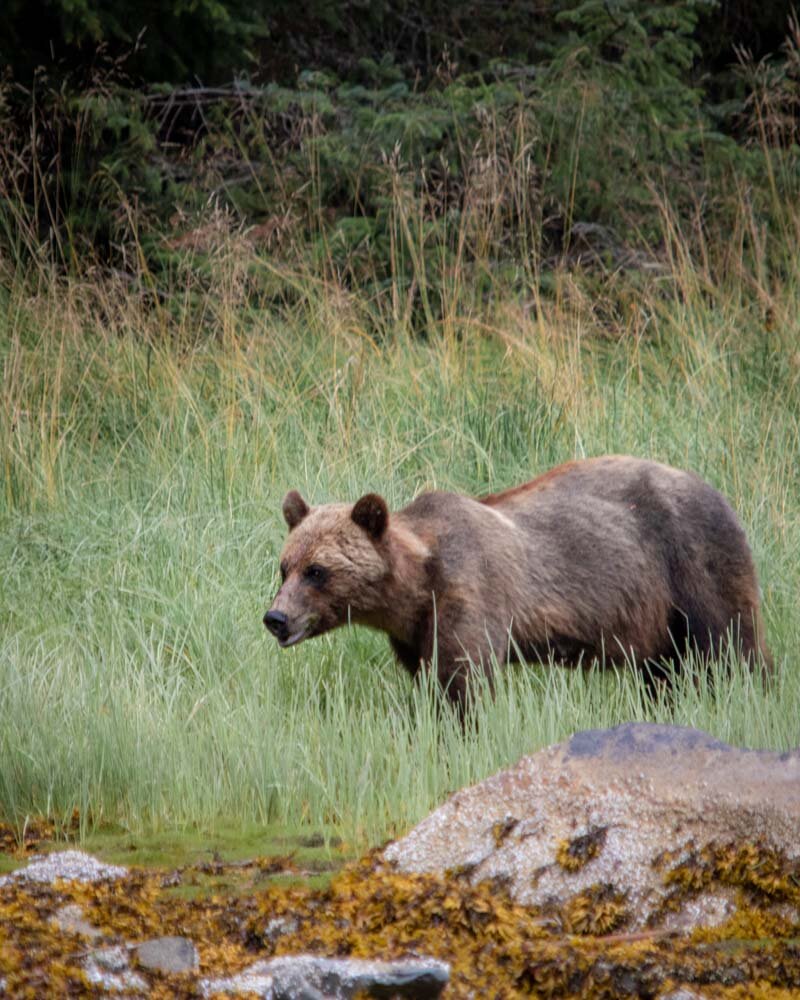 A Complete Guide to Bear Watching on Vancouver Island — Walk My World