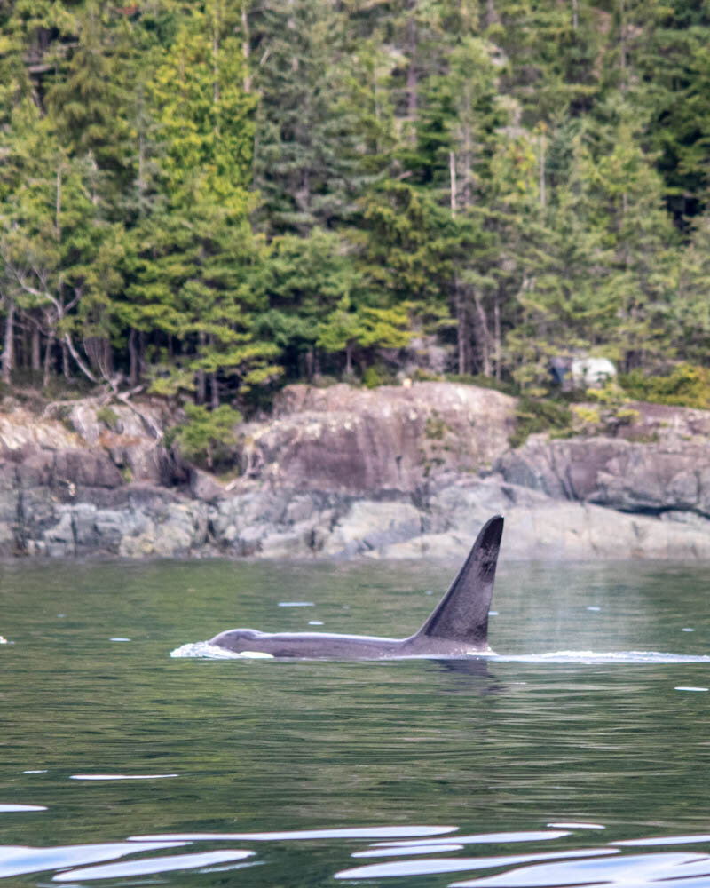 The 12 Best Things to do on Vancouver island for the trip of a lifetime — Walk My World