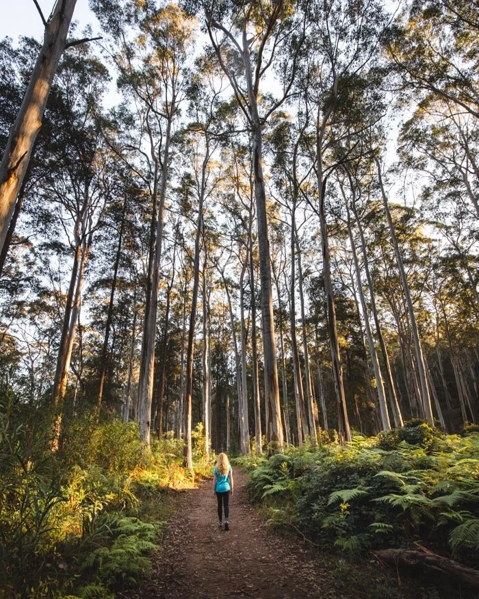 16 of the best Sydney bush walks that you just can't miss — Walk My World