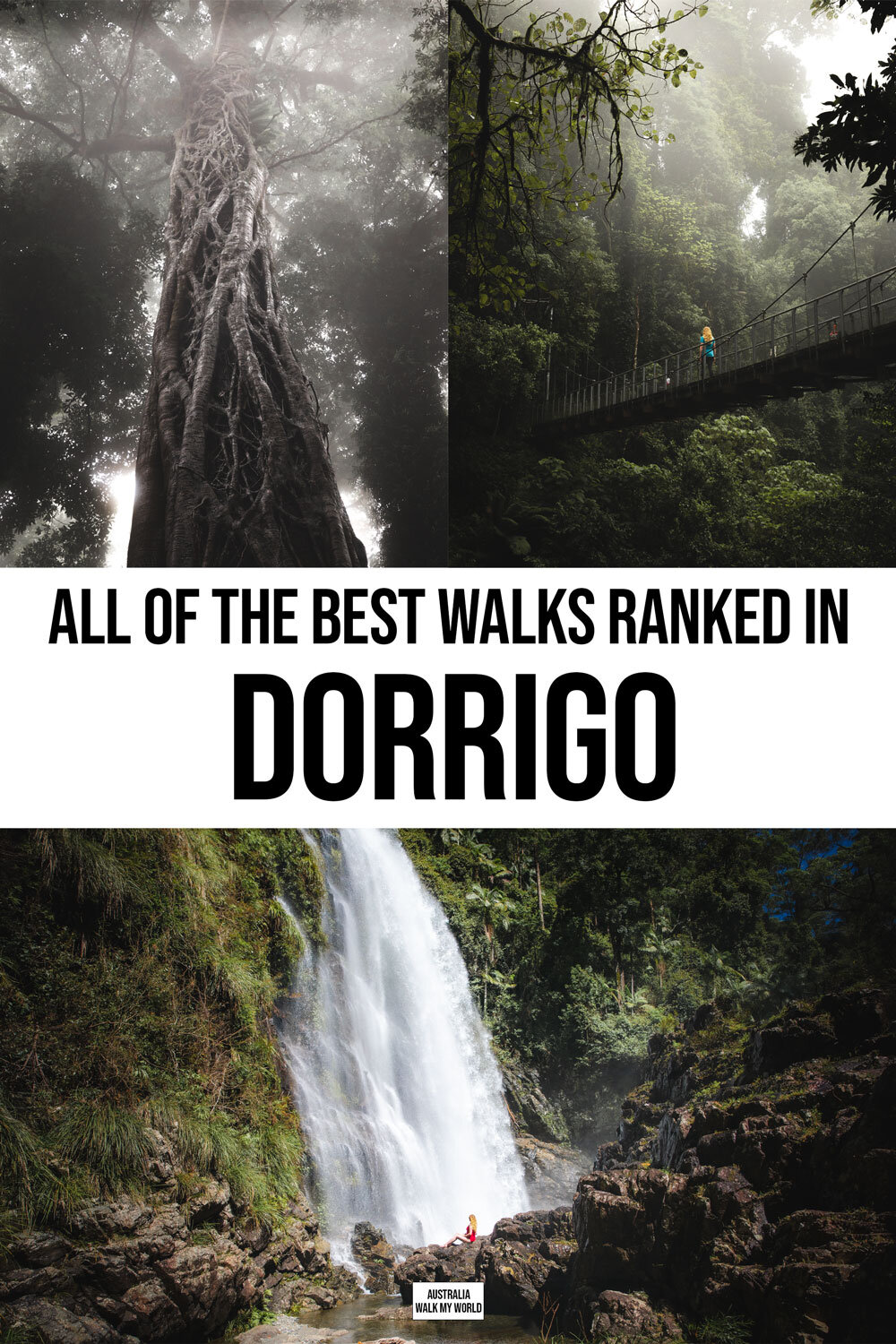 All of Dorrigo National Park Walks Ranked — Walk My World