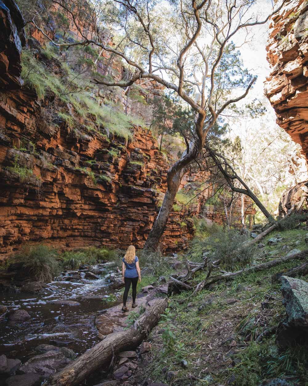 Alligator Gorge - the best walk in South Australia? — Walk My World