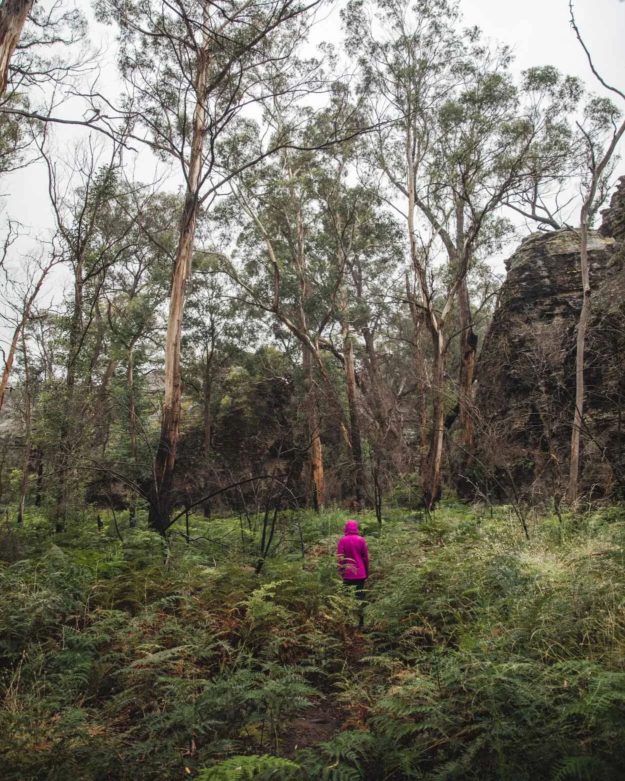 Dry Canyon - a stunning, easy slot canyon in the Blue Mountains — Walk ...