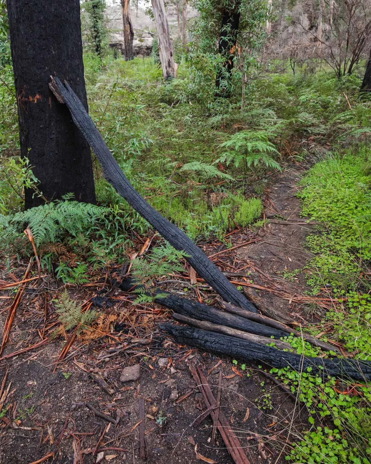 Dry Canyon - a stunning, easy slot canyon in the Blue Mountains — Walk ...