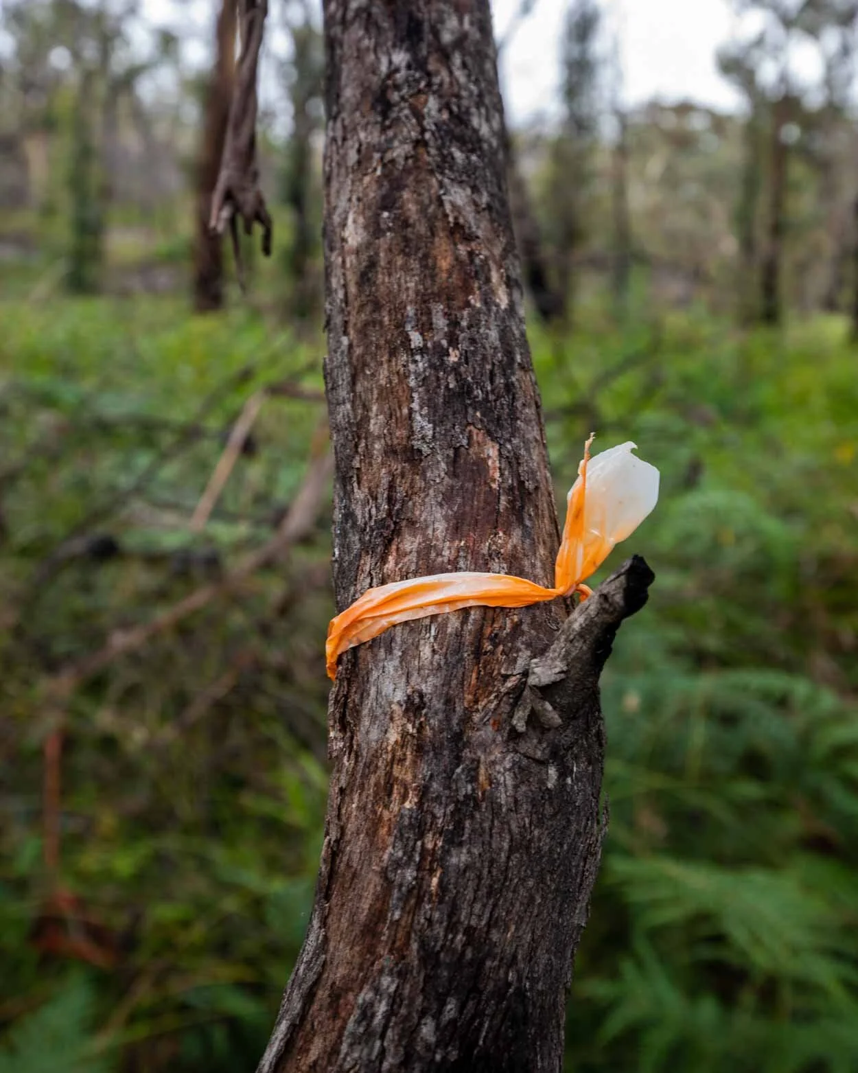 Dry Canyon - a stunning, easy slot canyon in the Blue Mountains — Walk ...