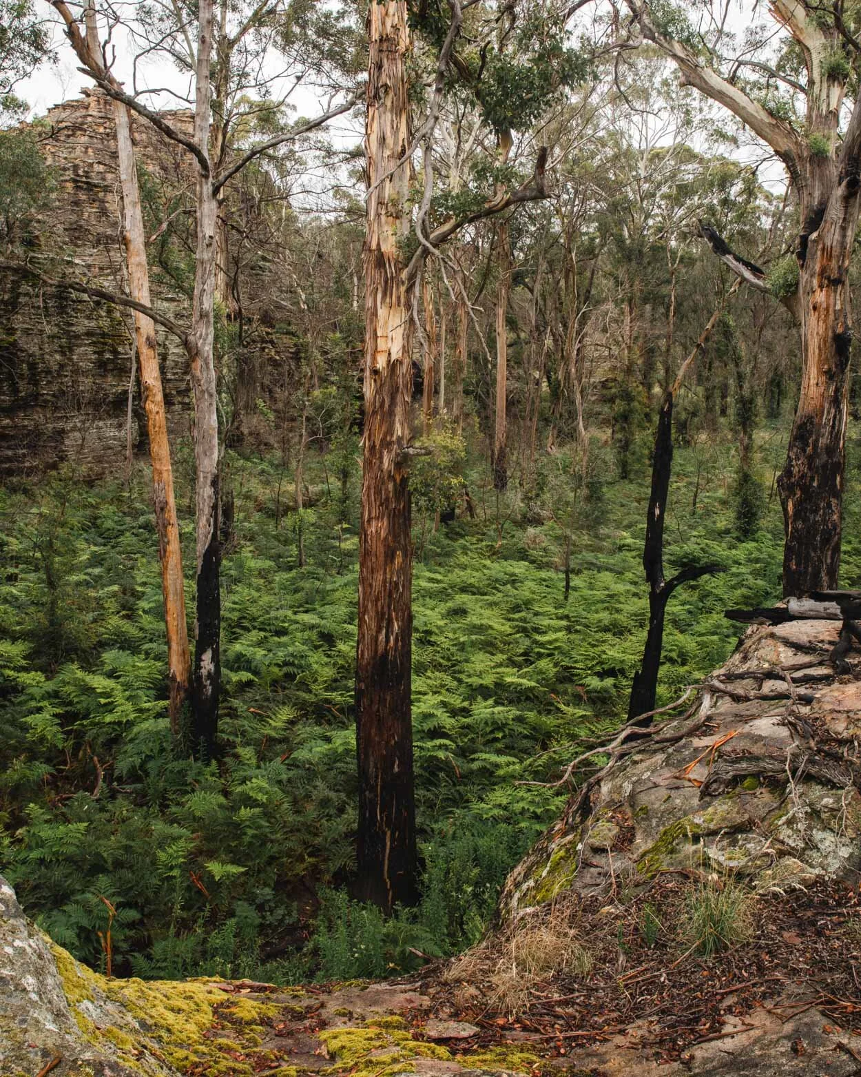 Dry Canyon - a stunning, easy slot canyon in the Blue Mountains — Walk ...