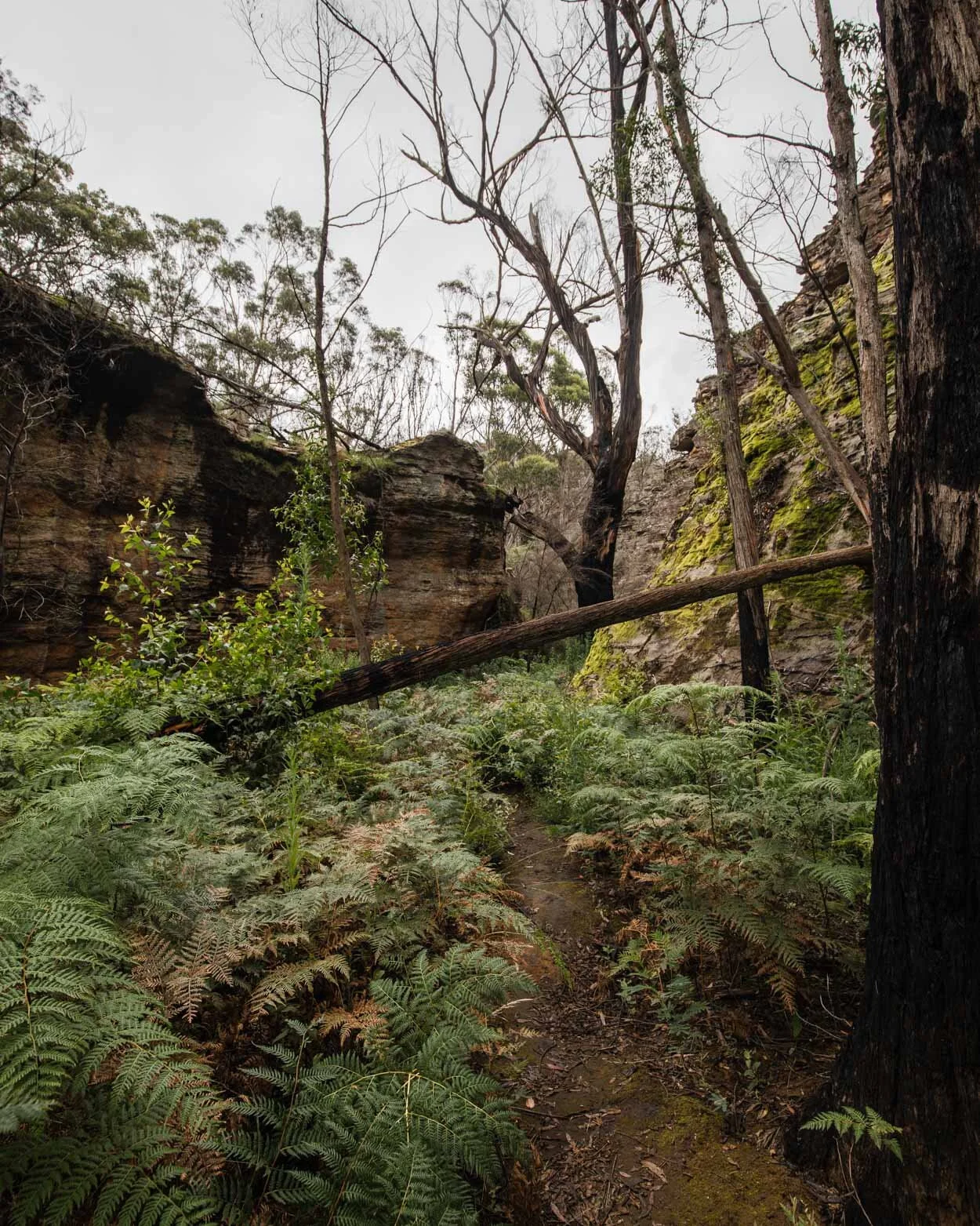 Dry Canyon - a stunning, easy slot canyon in the Blue Mountains — Walk ...