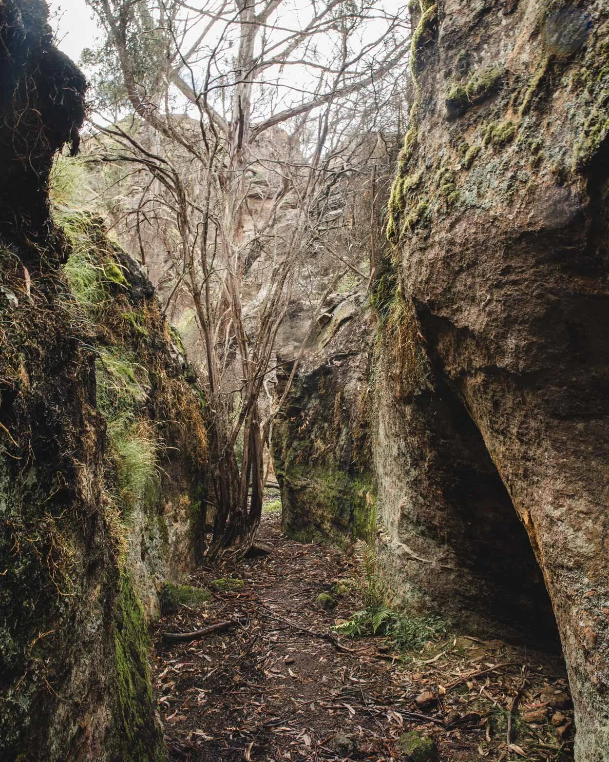 Dry Canyon - a stunning, easy slot canyon in the Blue Mountains — Walk ...