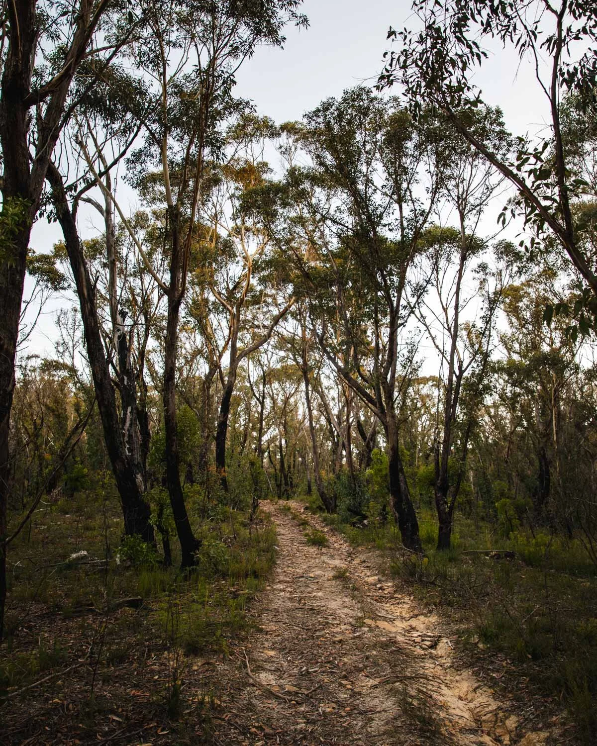 How to find the picturesque Dargan Arch — Walk My World