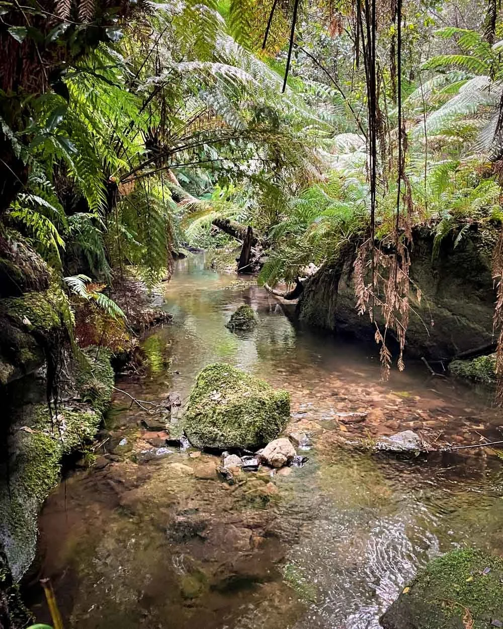 Happy Valley: a hidden waterfall grotto in Mount Wilson — Walk My World