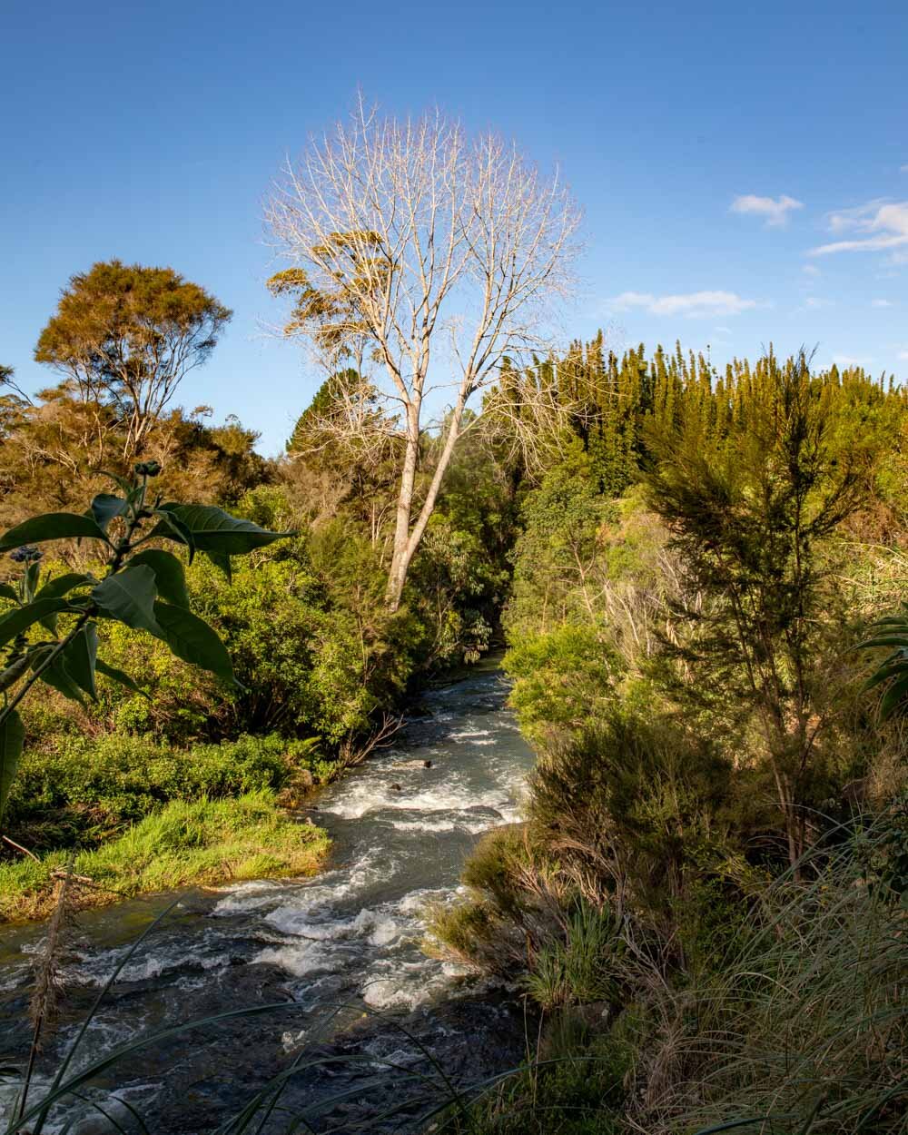 6 stunning Kerikeri Waterfalls that you shouldn't miss — Walk My World
