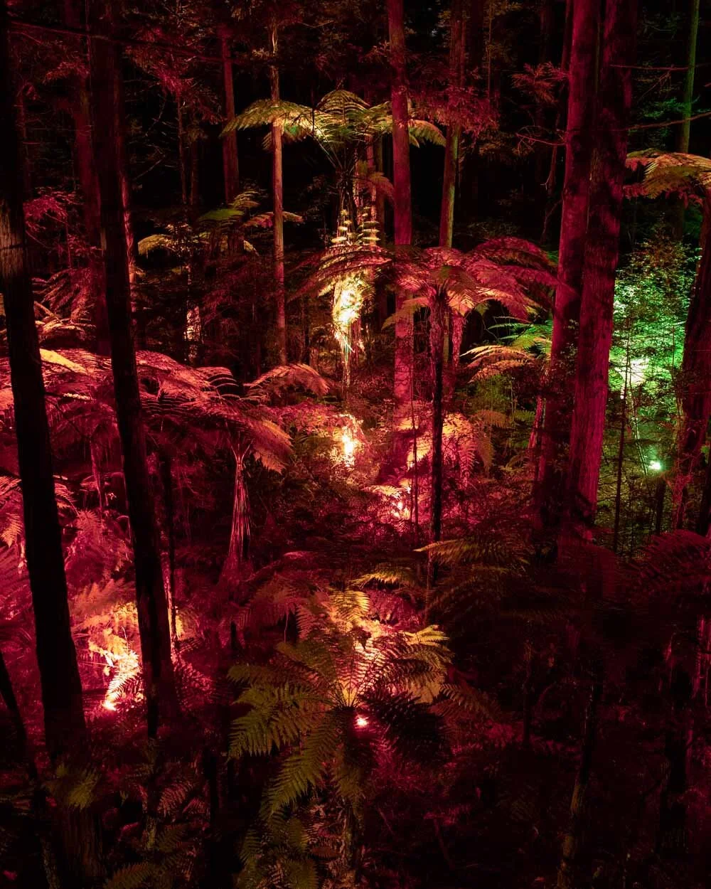 Redwoods Rotorua: the paid vs free experience — Walk My World