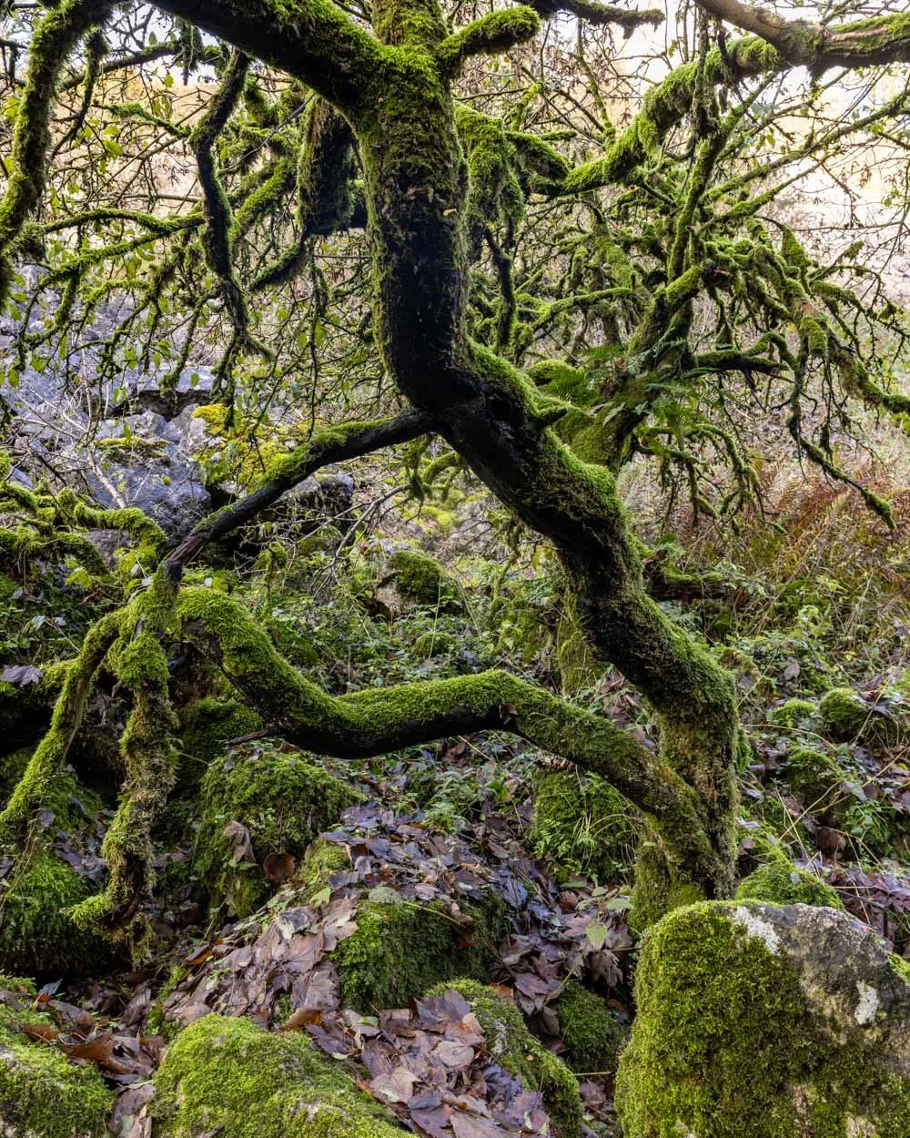 An easy Lathkill Dale walk with a waterfall, gorge and hidden mines ...