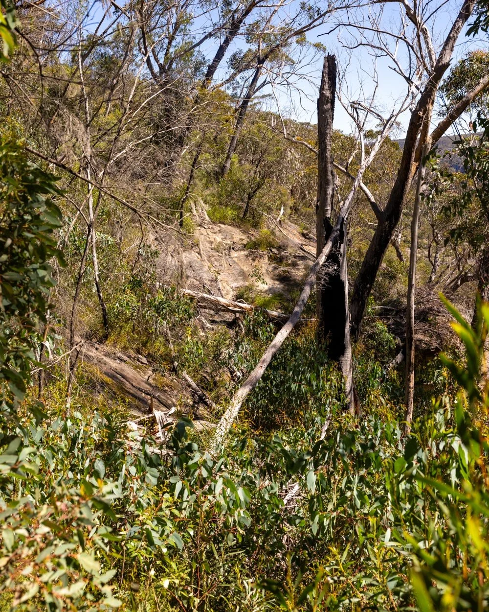 Rain Cave: a majestic hidden cave in the Blue Mountains — Walk My World